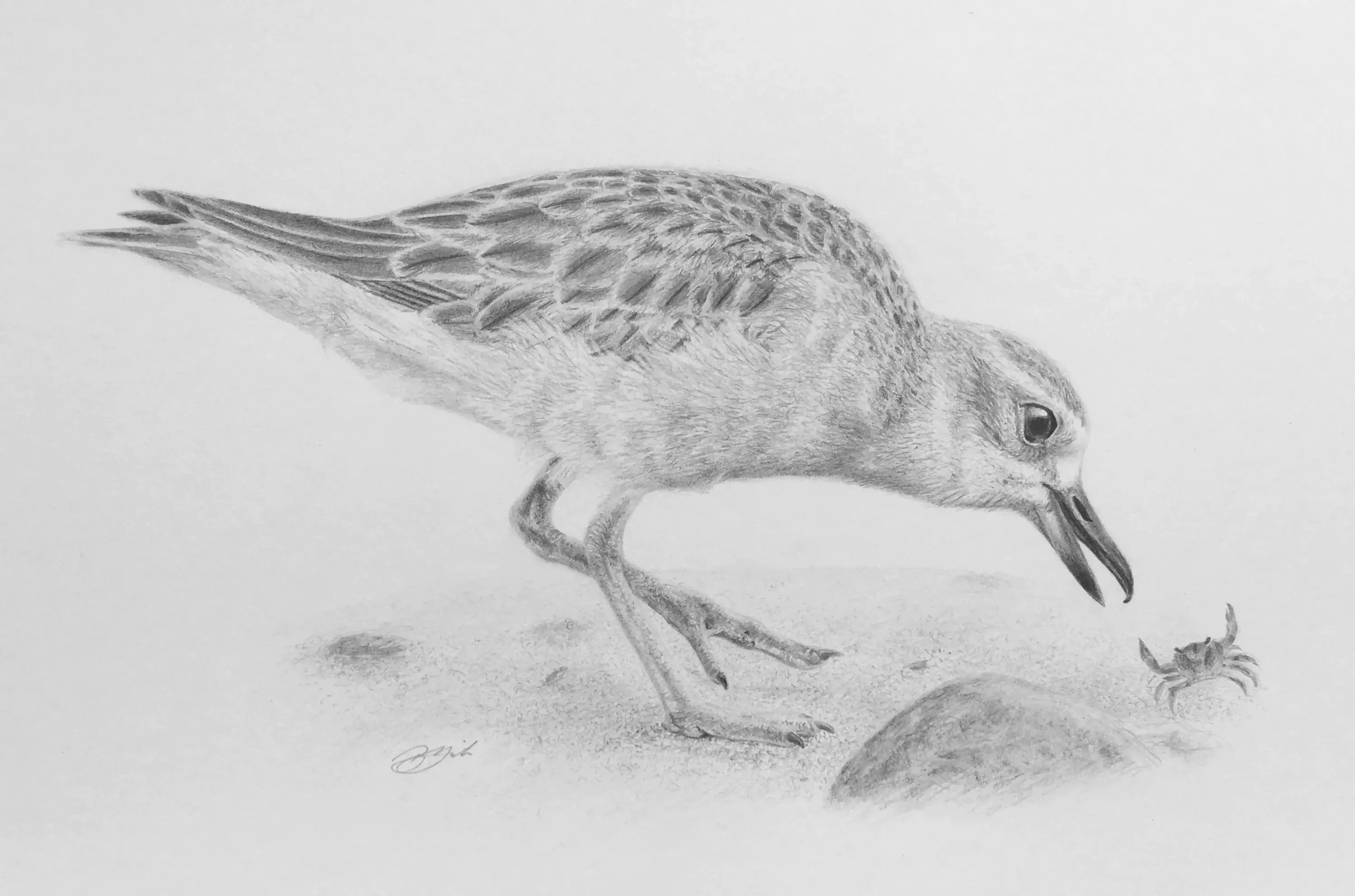 Emerging artist Bevan Smith shines the spotlight on native bird ...