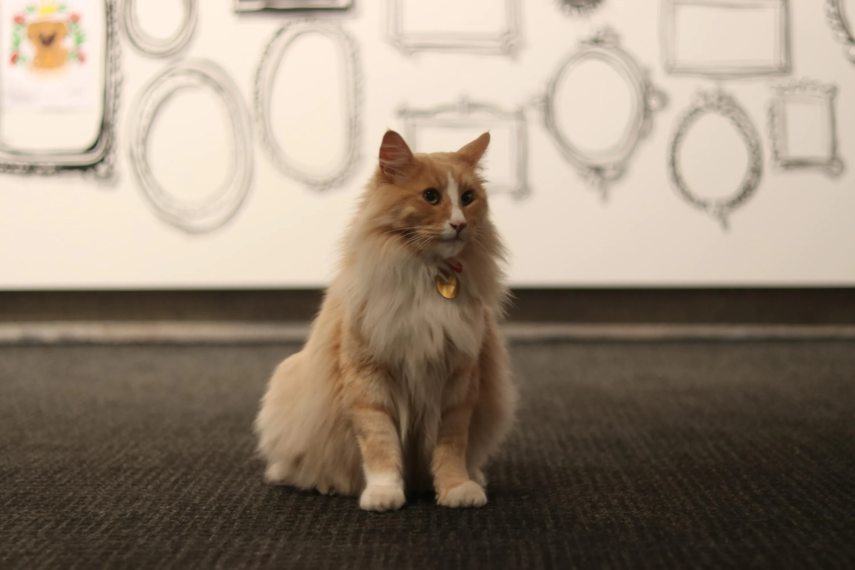 How a Wandering Cat Became a Work of Art | The Big Idea