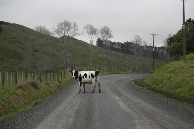 On The Edges: Hokianga (part two) | The Big Idea